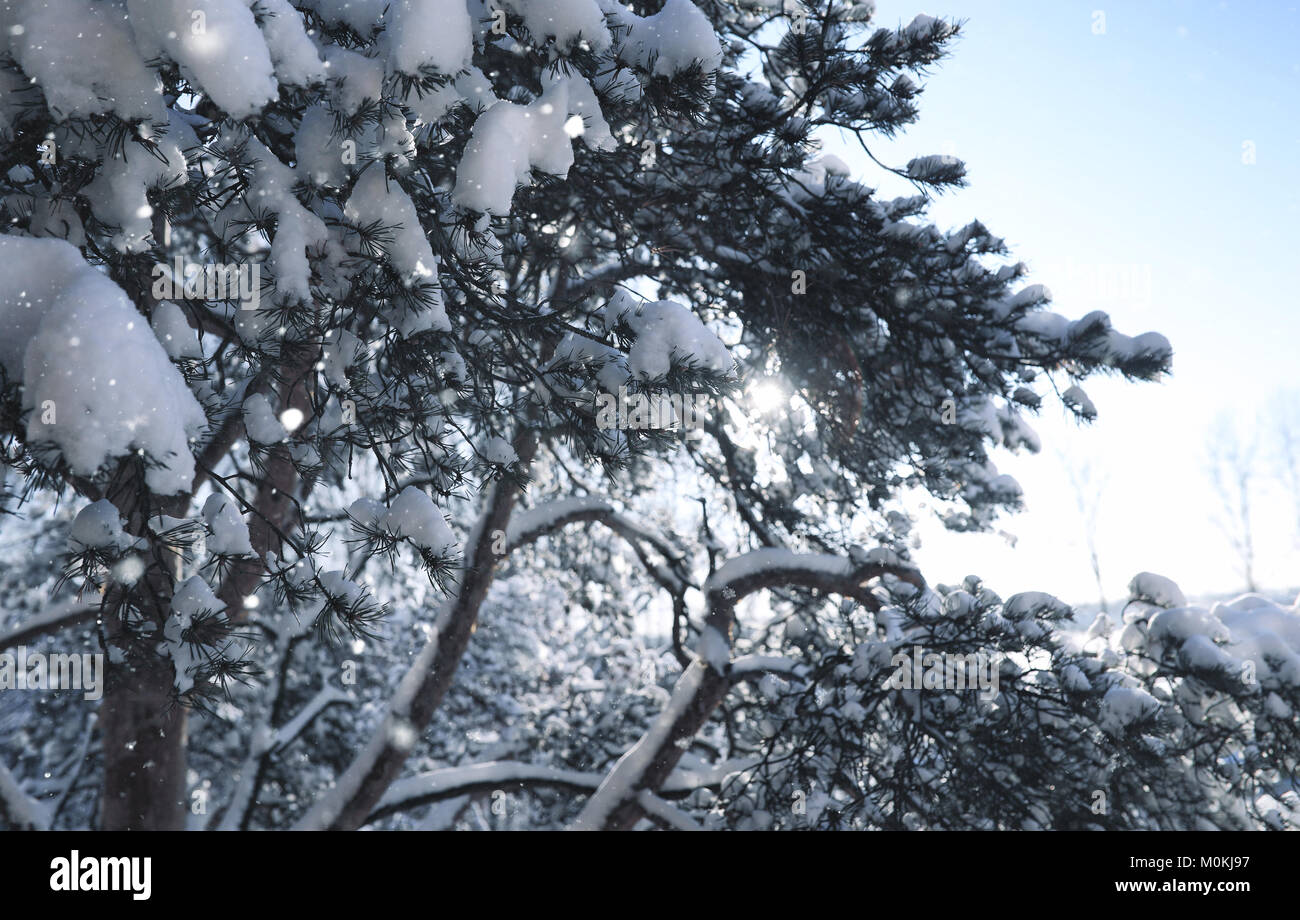 magic pine forest in winter season in snow Stock Photo - Alamy