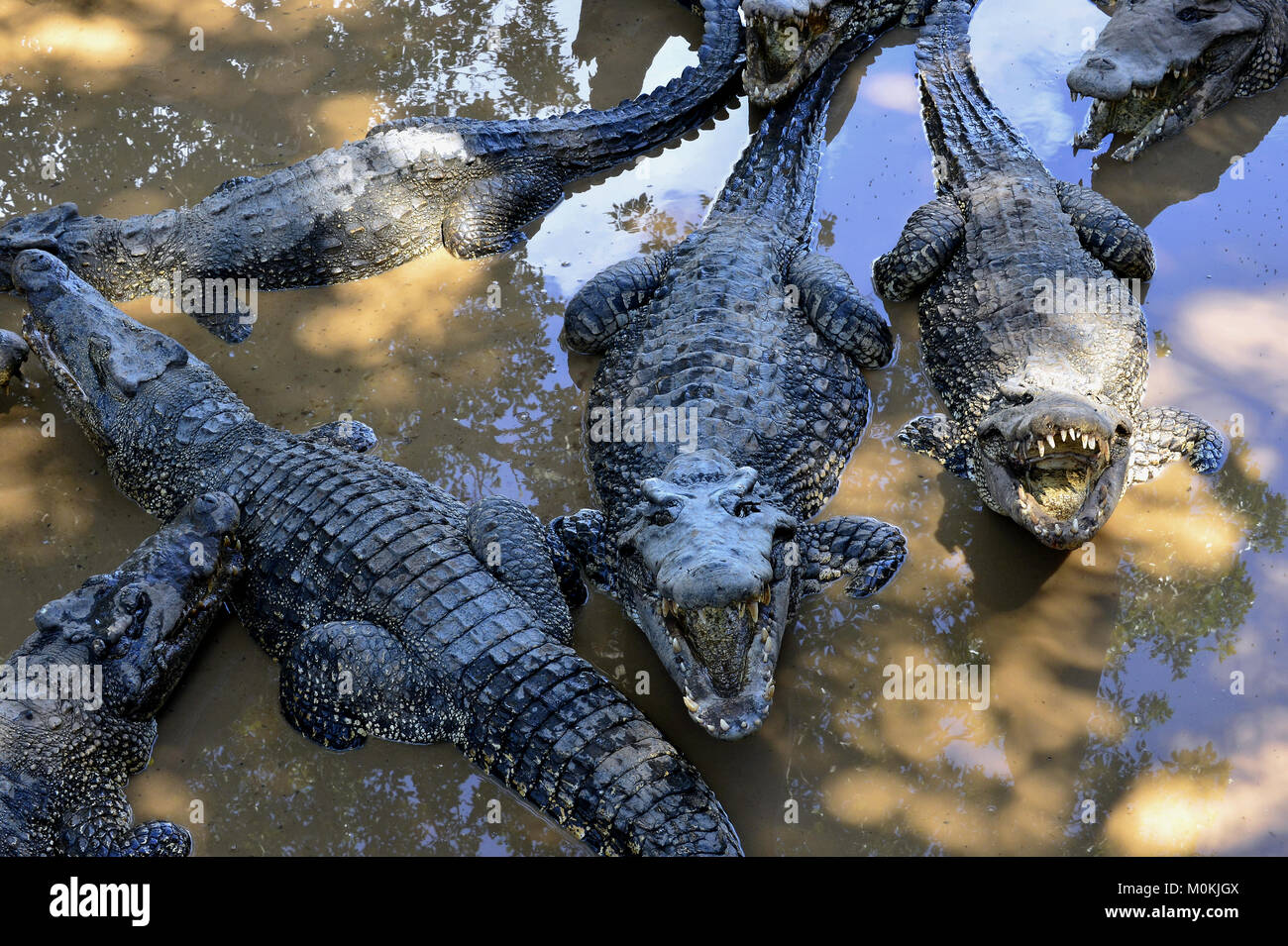 Group of Cuban Crocodiles (crocodylus rhombifer). Image taken in a ...