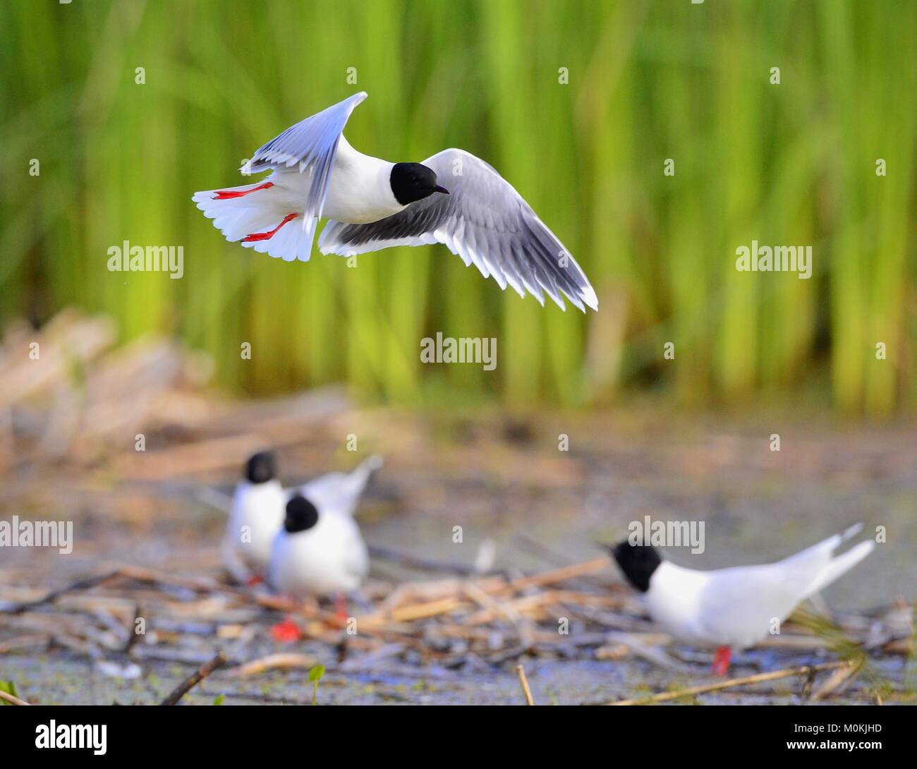 The Little Gull (Larus minutus) in flight. Little Gull, Hydrocoloeus ...