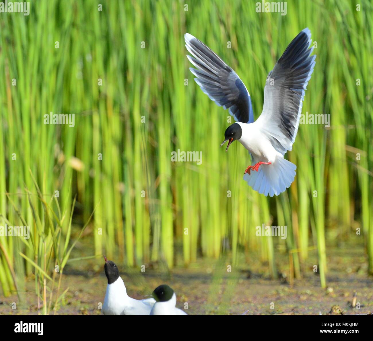 The Little Gull (Larus minutus) in flight. Little Gull, Hydrocoloeus ...