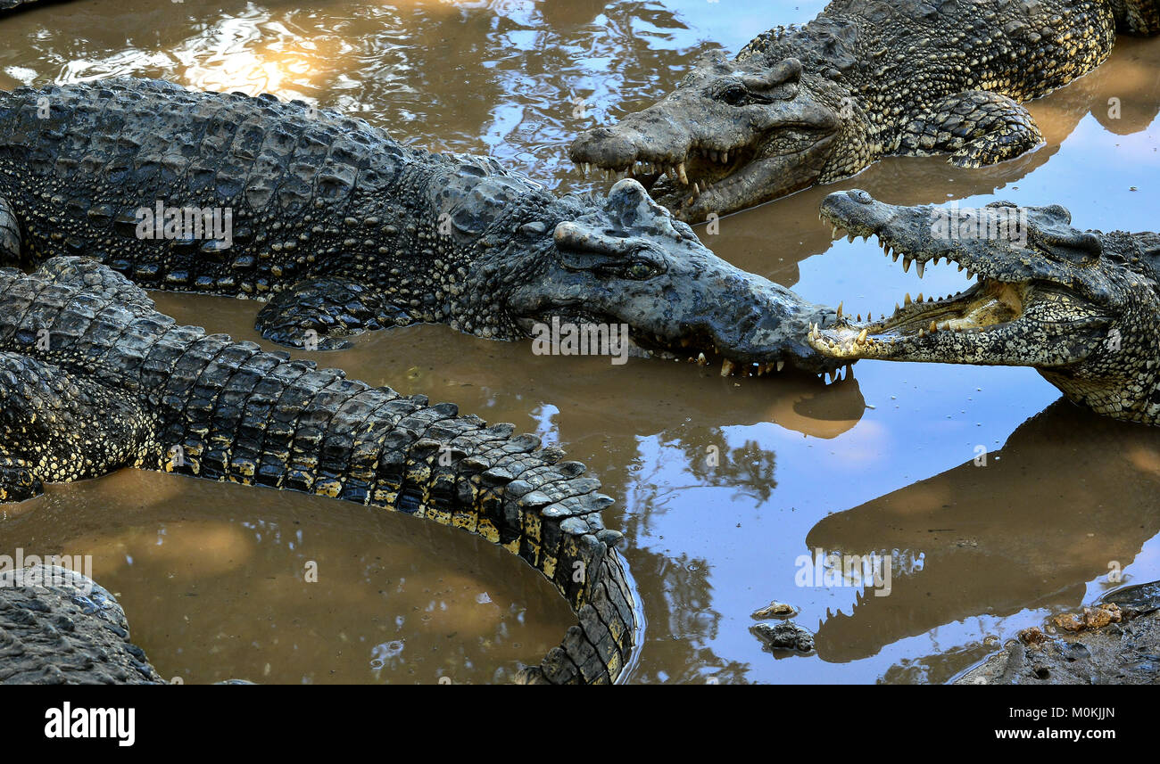 Group of Cuban Crocodiles (crocodylus rhombifer). Image taken in a ...