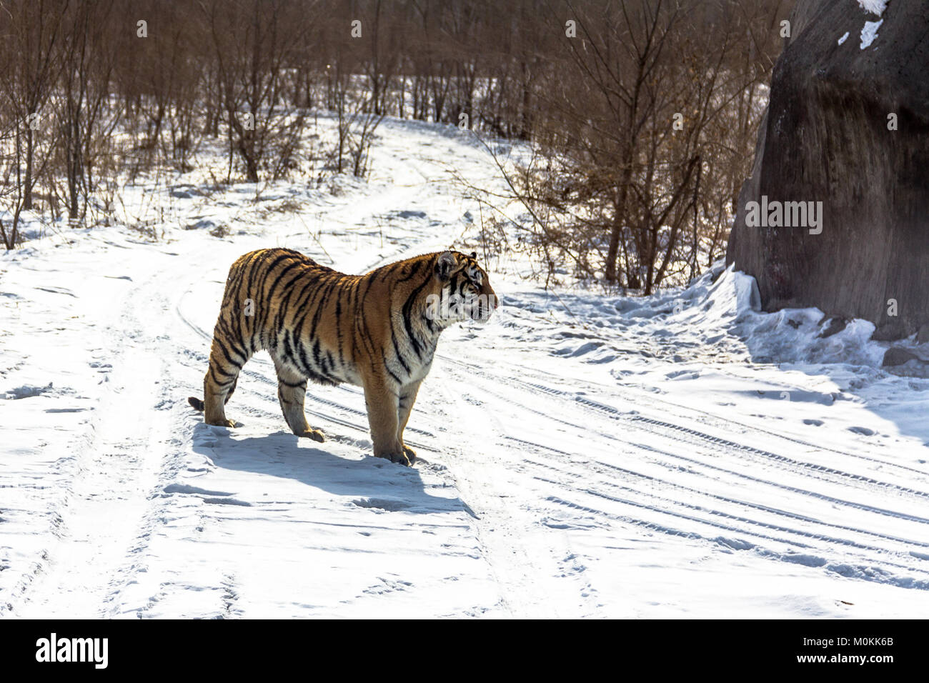 Siberian Tiger in the siberian tiger Park, Harbin, China Stock Photo ...