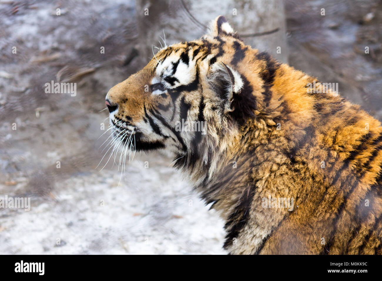 Tiger behind a fence hi-res stock photography and images - Alamy