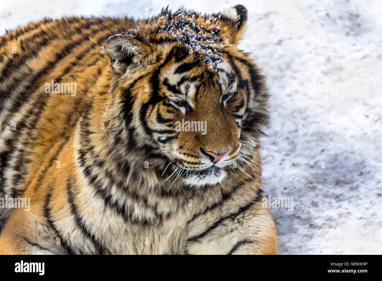 Siberian Tiger in the siberian tiger Park, Harbin, China Stock Photo ...