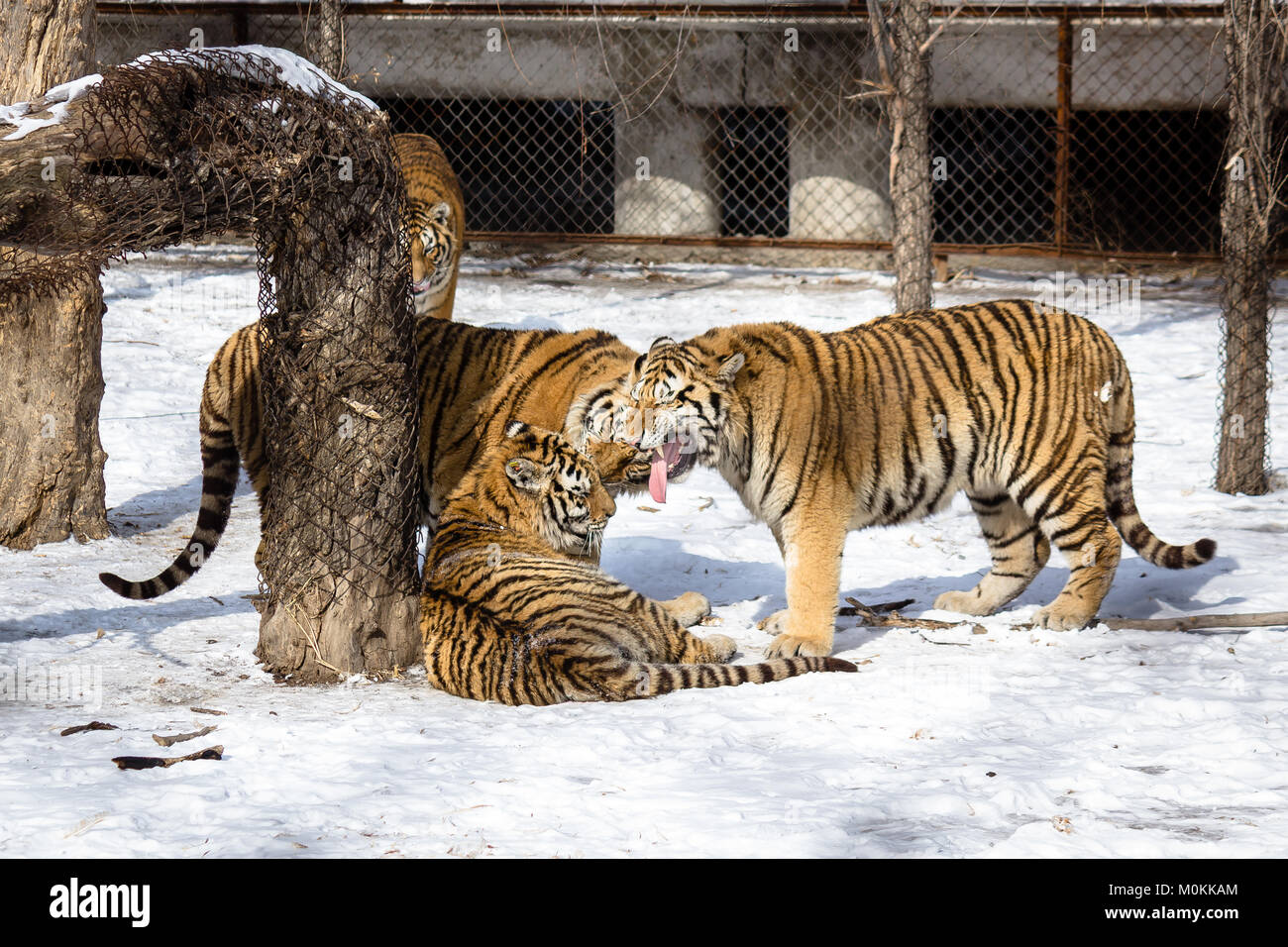 Siberian Tigers in the siberian tiger Park, Harbin, China Stock Photo ...