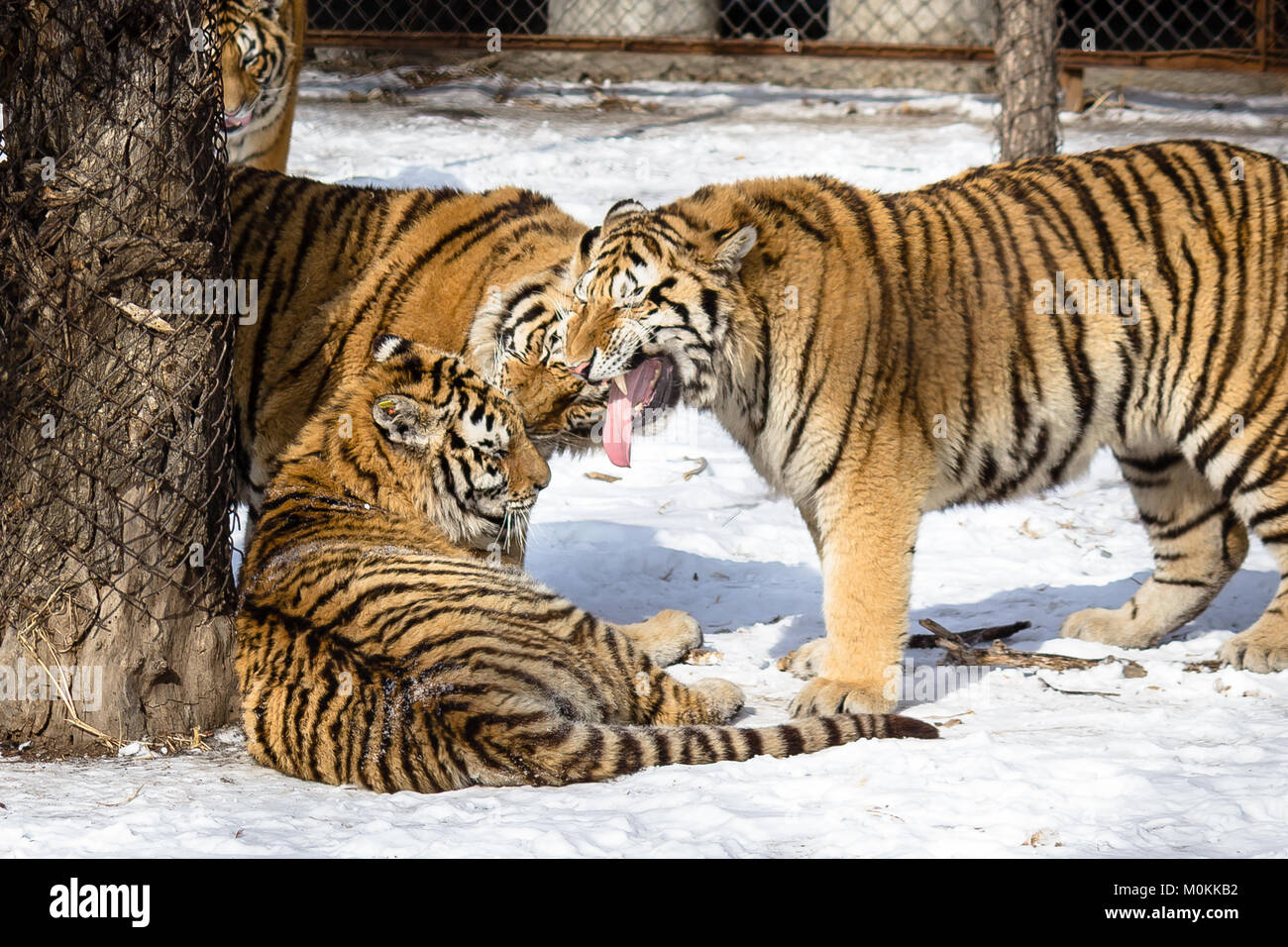 Siberian Tigers in the siberian tiger Park, Harbin, China Stock Photo ...