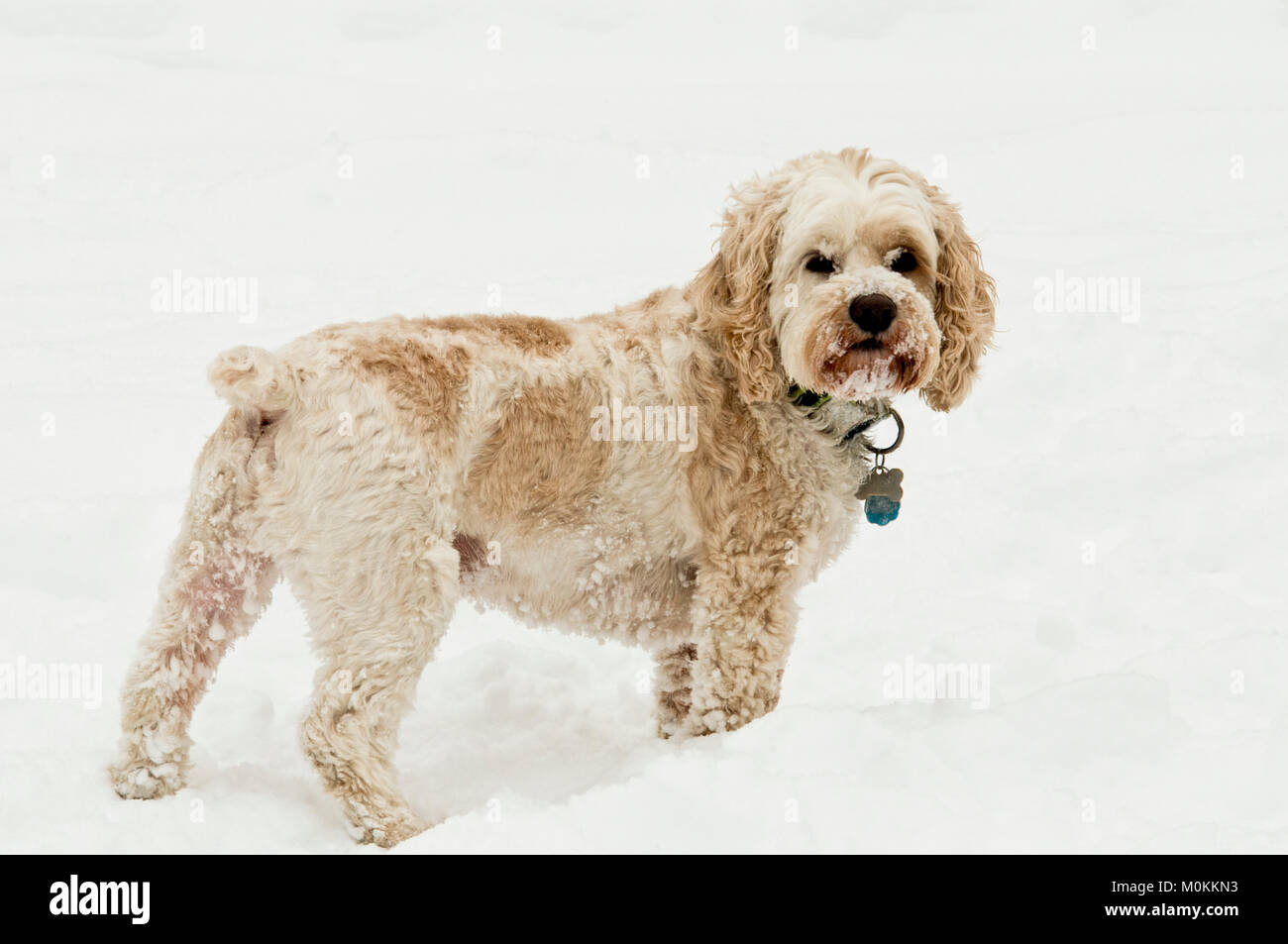 Cockapoo side view hi-res stock photography and images - Alamy