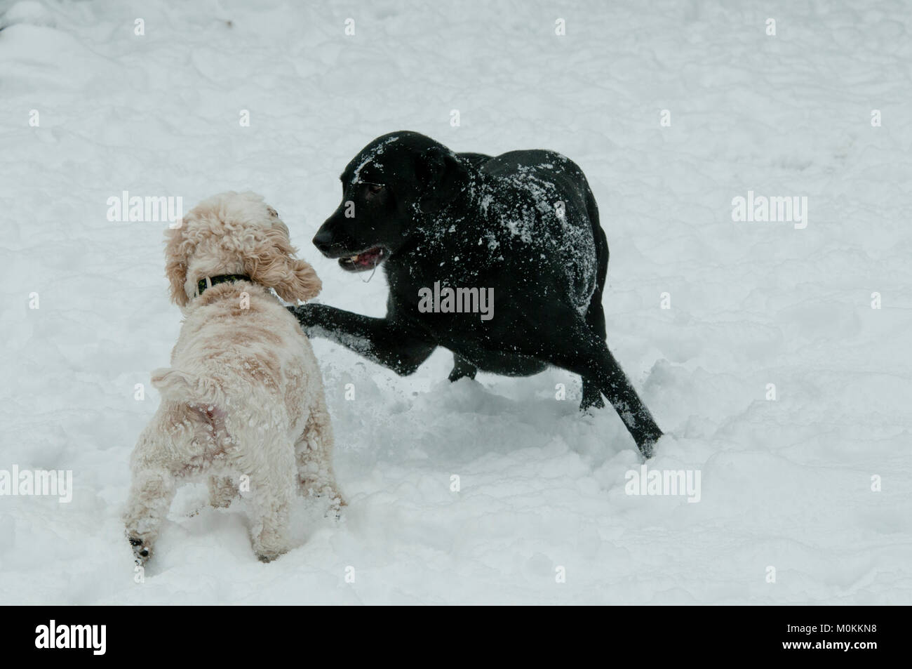 Black Labrador retriever and Cockapoo playfighting in the snow Stock ...