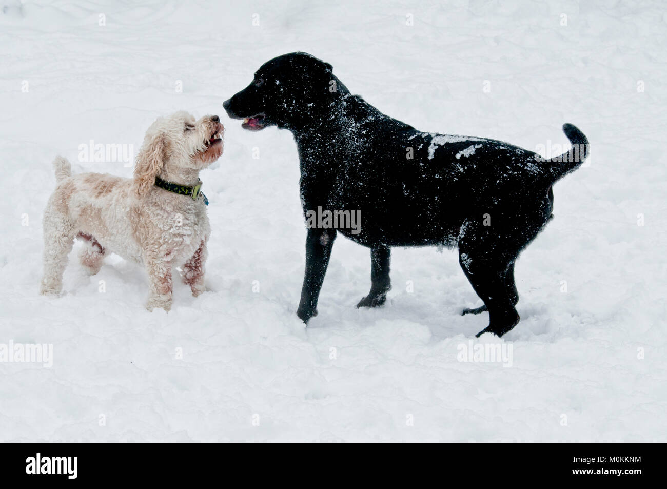 Cockapoo having fun in snow hi-res stock photography and images - Alamy