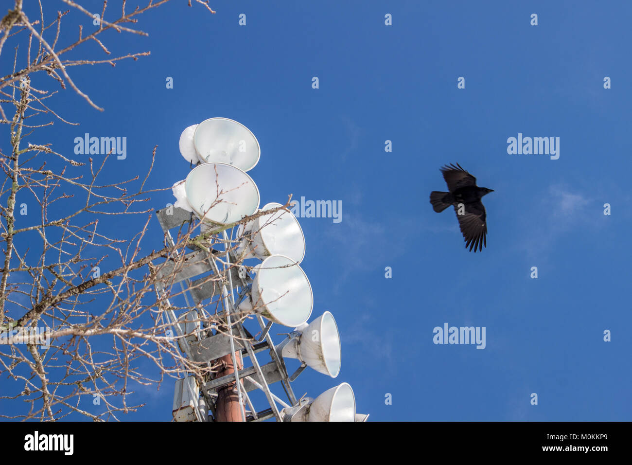 Japanese raven hi-res stock photography and images - Alamy