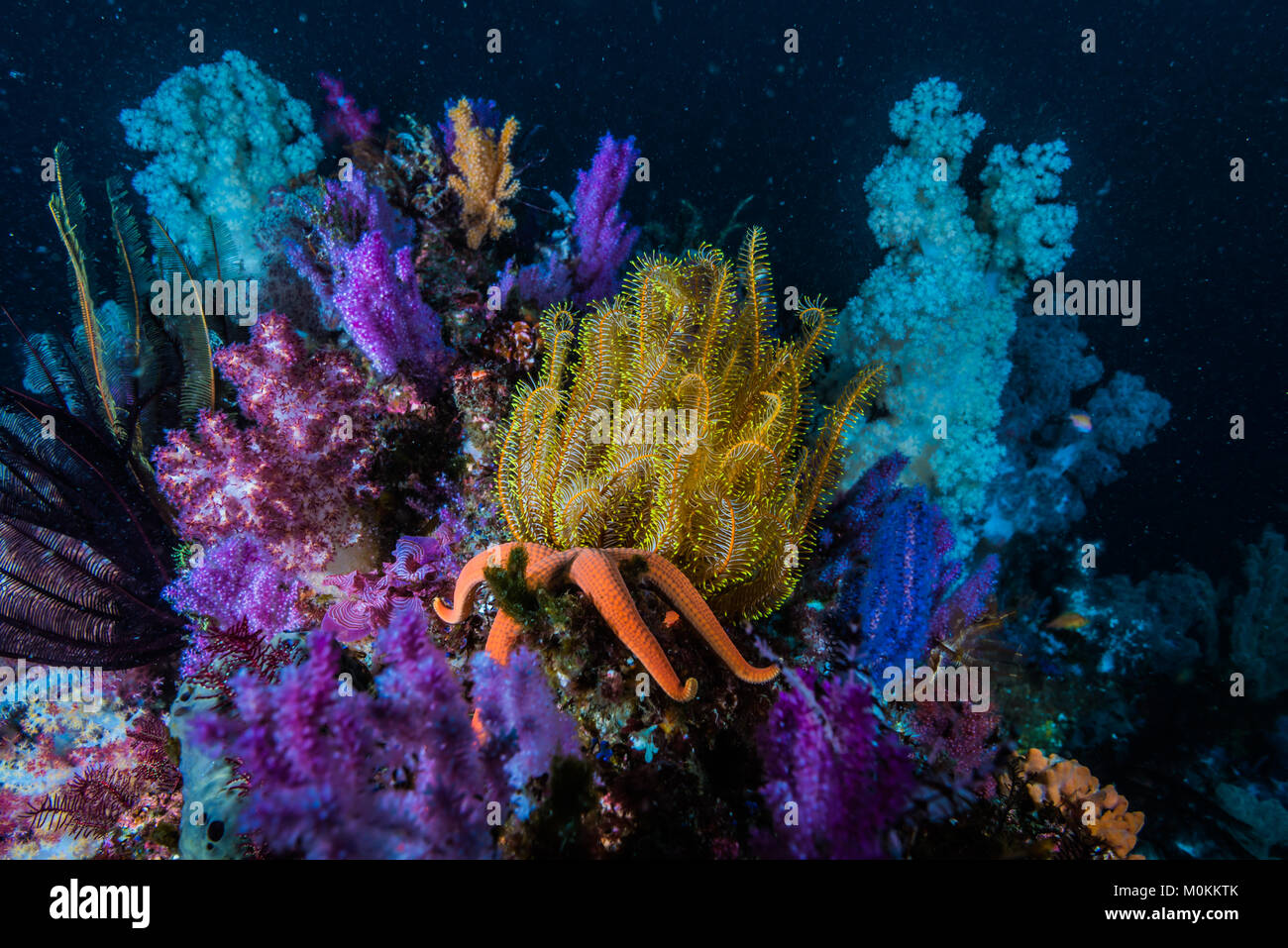 Yellow hawkfish (Cirrhitichthys aureus) on the purple color gorgonian ...