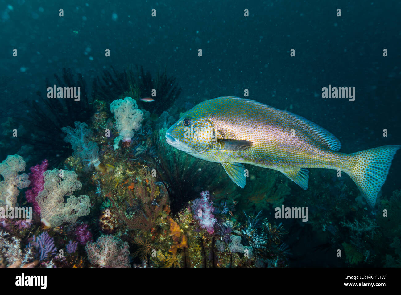 Painted sweetlips（ Diagramma pictum Thunberg, 1792 Stock Photo - Alamy