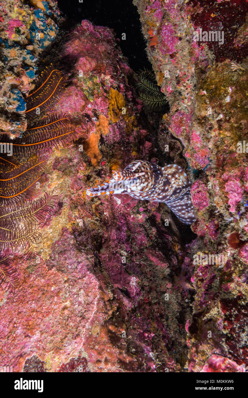 Leopard moray eel ( Enchelycore pardalis Temminck & Schlegel, 1846 ...