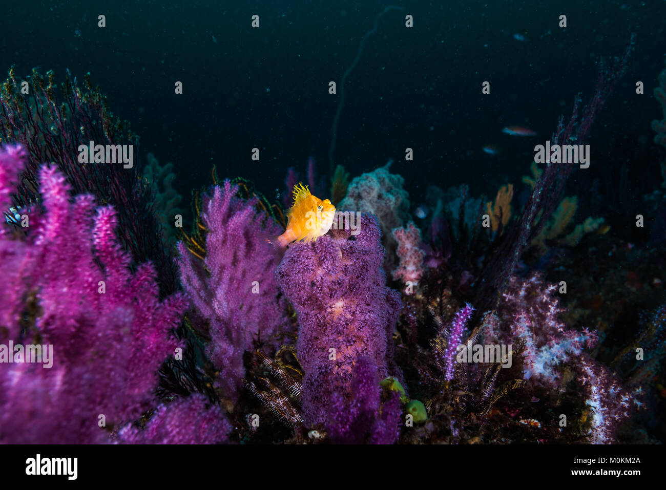Yellow hawkfish (Cirrhitichthys aureus) on the purple color gorgonian ...