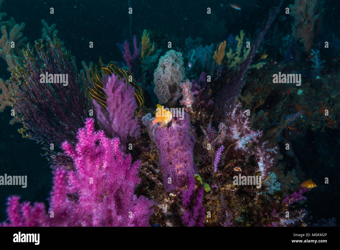 Golden curlyfish hi-res stock photography and images - Alamy