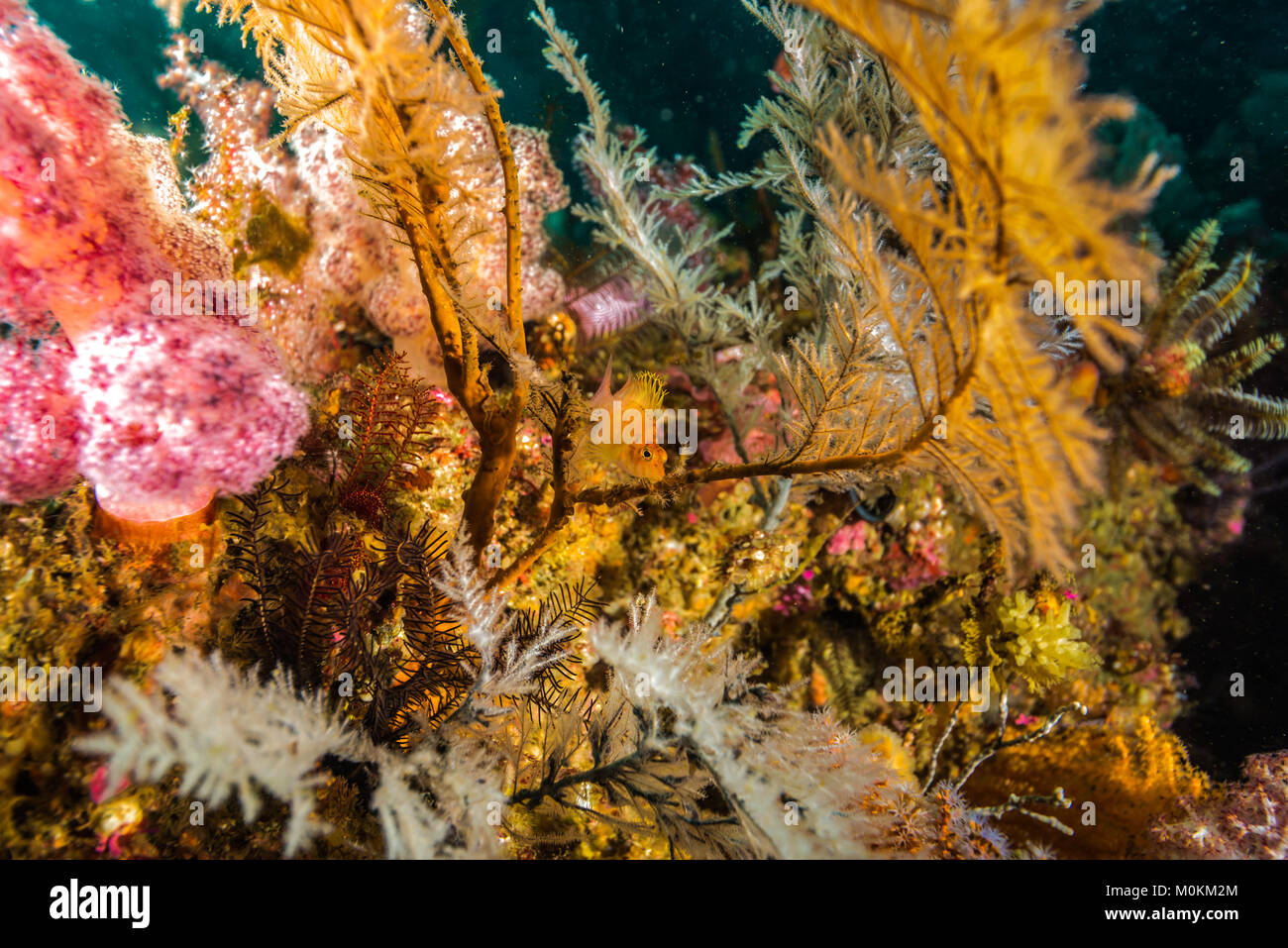 Coral reef marine life garden hi-res stock photography and images - Alamy