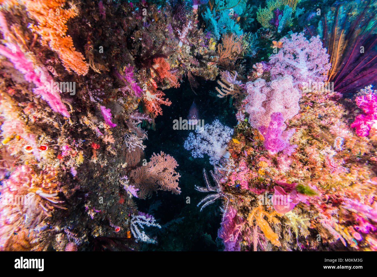 Soft coral garden hi-res stock photography and images - Alamy