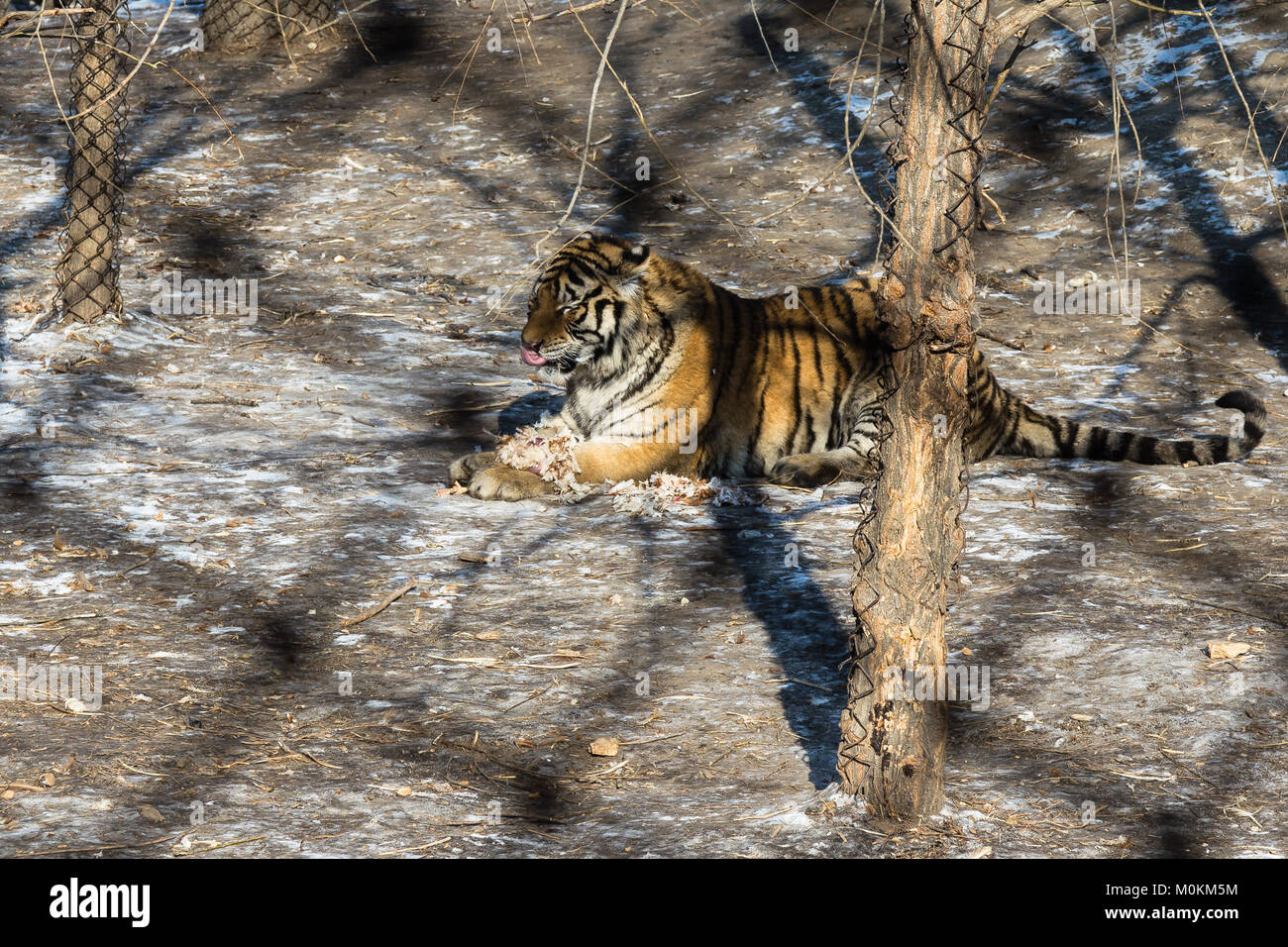 Tiger eating a chicken in the Siberian Tiger Park, Harbin, China Stock ...
