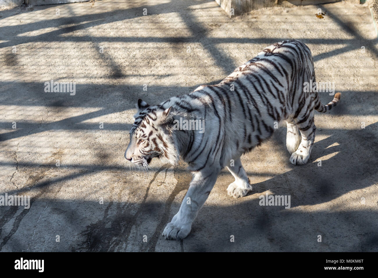 A White Tiger in the Siberian Tiger Park, Harbin, China Stock Photo - Alamy