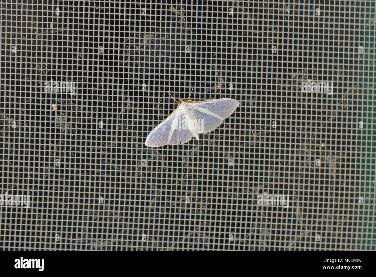 transparent white olive leaf or jasmine moth Latin name palpita ...