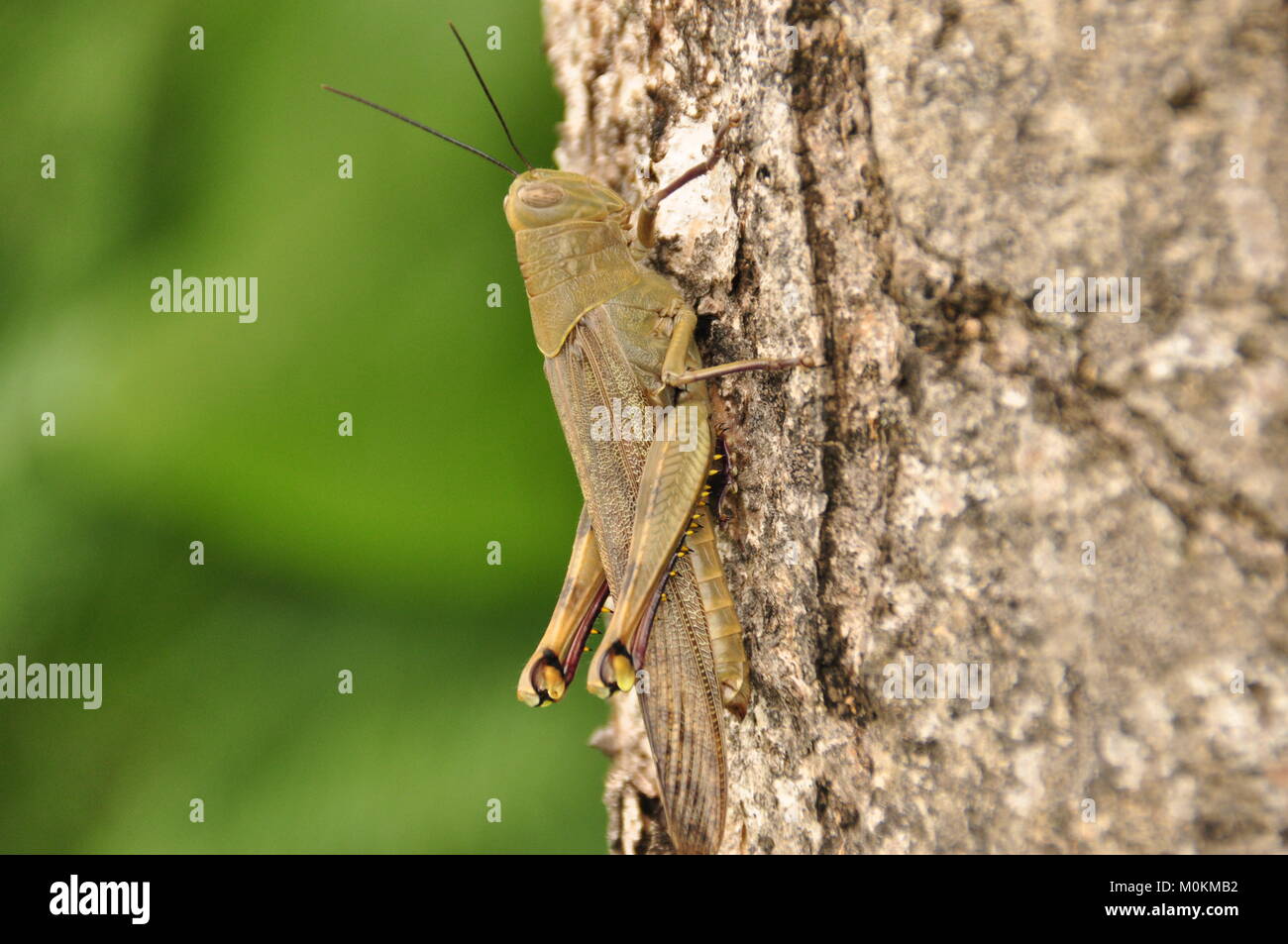 Locusts, insect sitting on a tree in the jungle. Indonesia, Java Stock ...