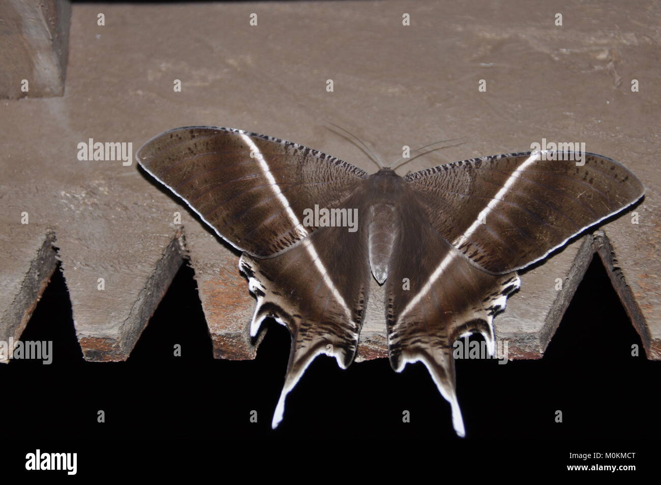 Colored tropical butterfly. Java in Indonesia Stock Photo - Alamy