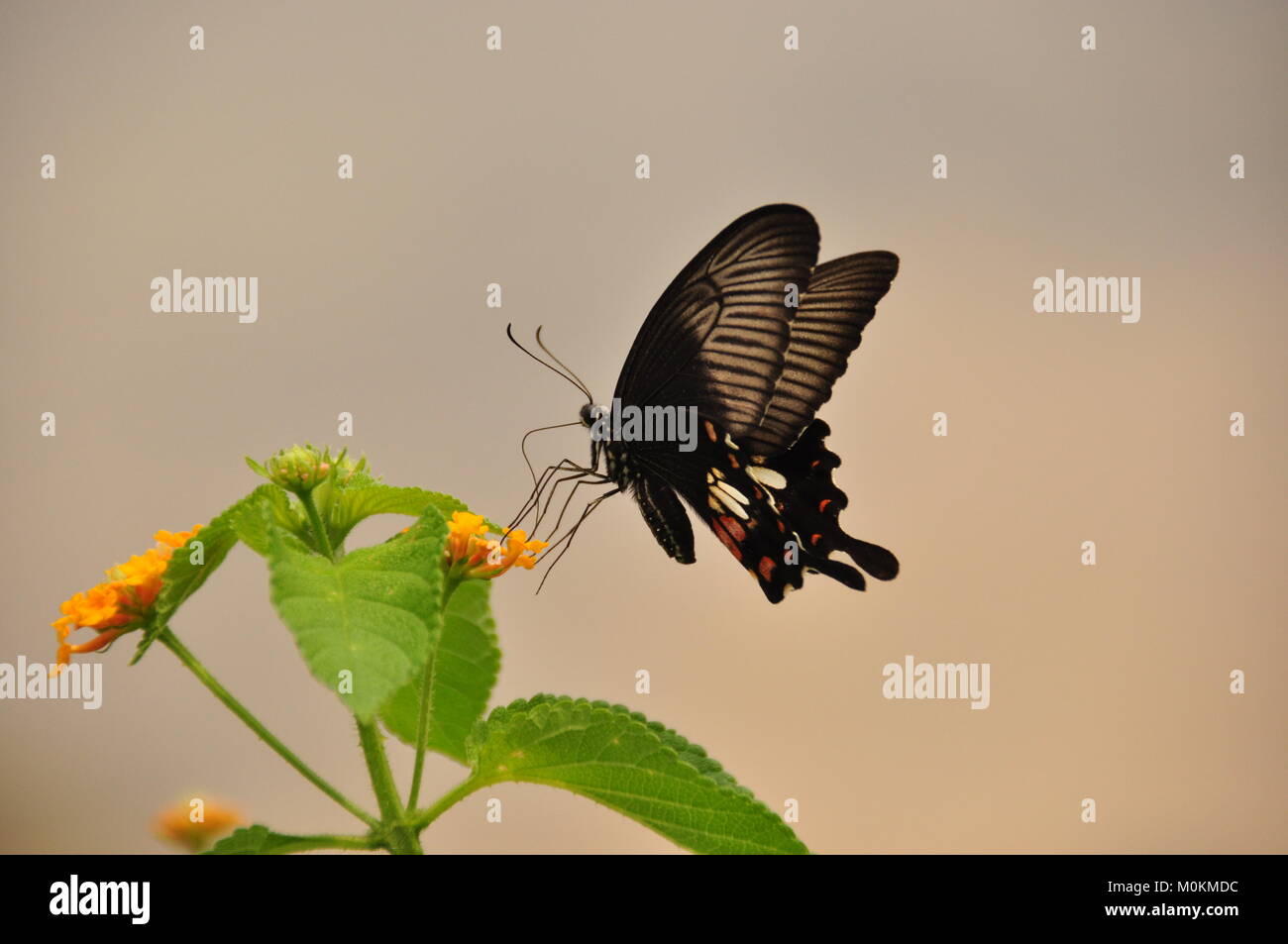 Butterfly in java hi-res stock photography and images - Alamy