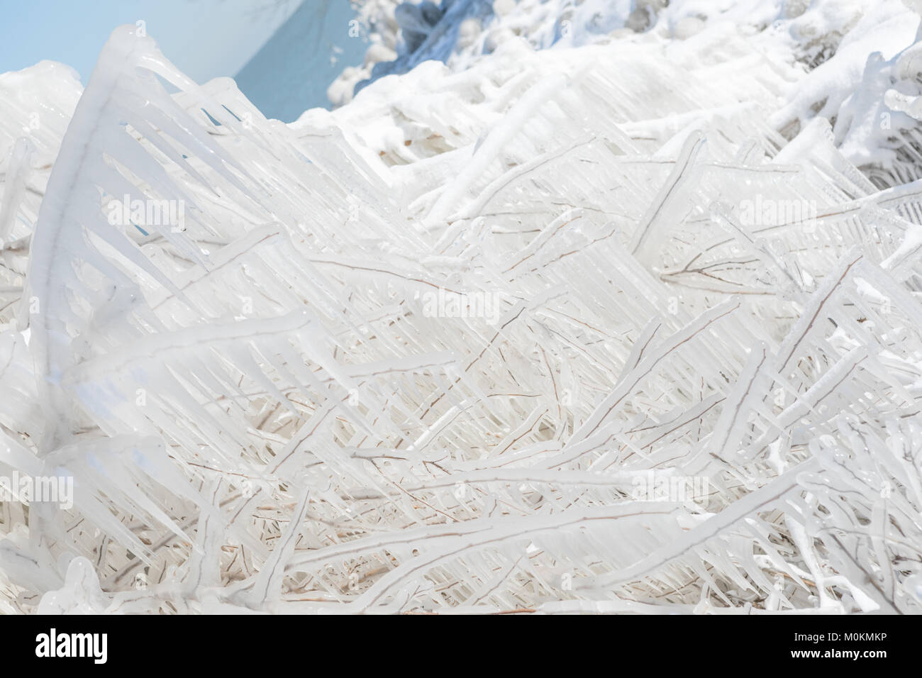 Frozen tree backdrop hi-res stock photography and images - Alamy