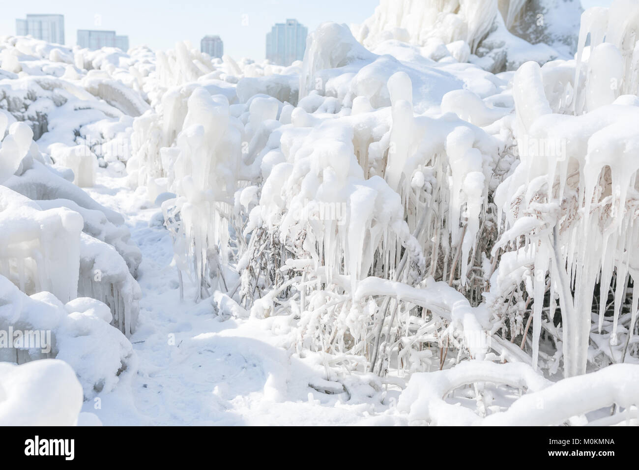 Frozen plants covered in ice by the lake Michigan in Chicago downtown ...