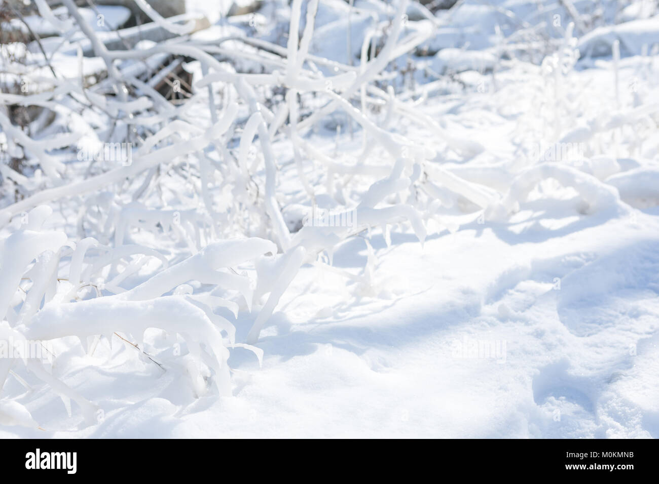 Frozen bushes covered in ice Stock Photo - Alamy