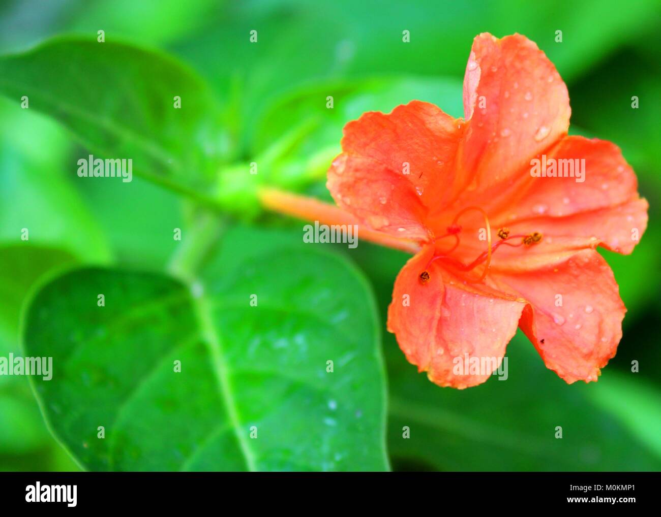 macro - close-up view of orange color flower - bud- petal- seen in a ...