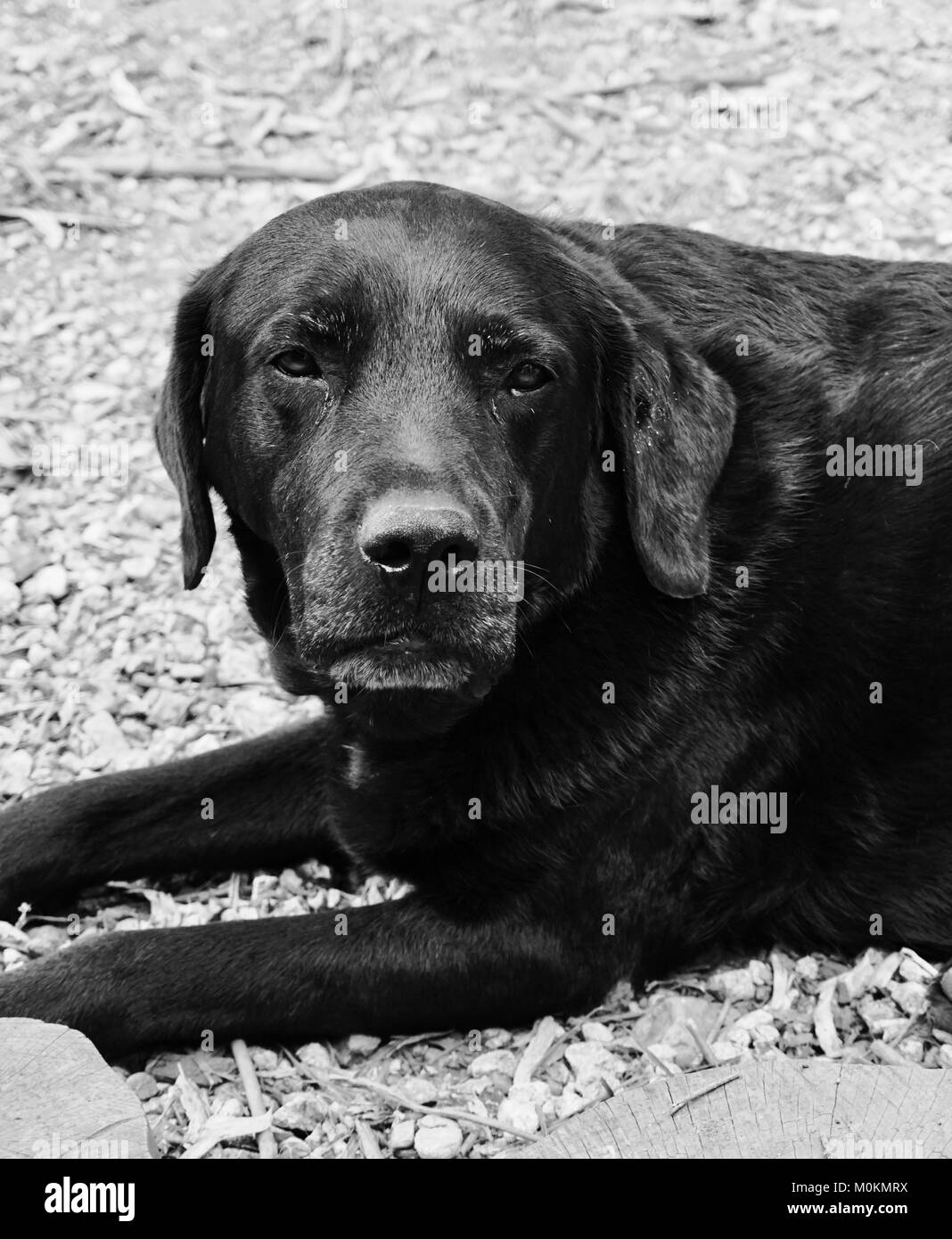 Old grey dog hi-res stock photography and images - Alamy