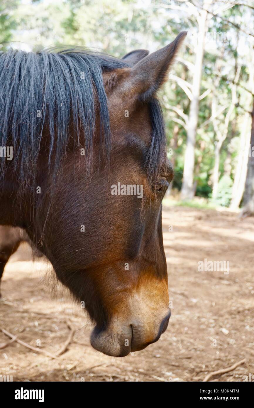 Handsome horse hi-res stock photography and images - Alamy