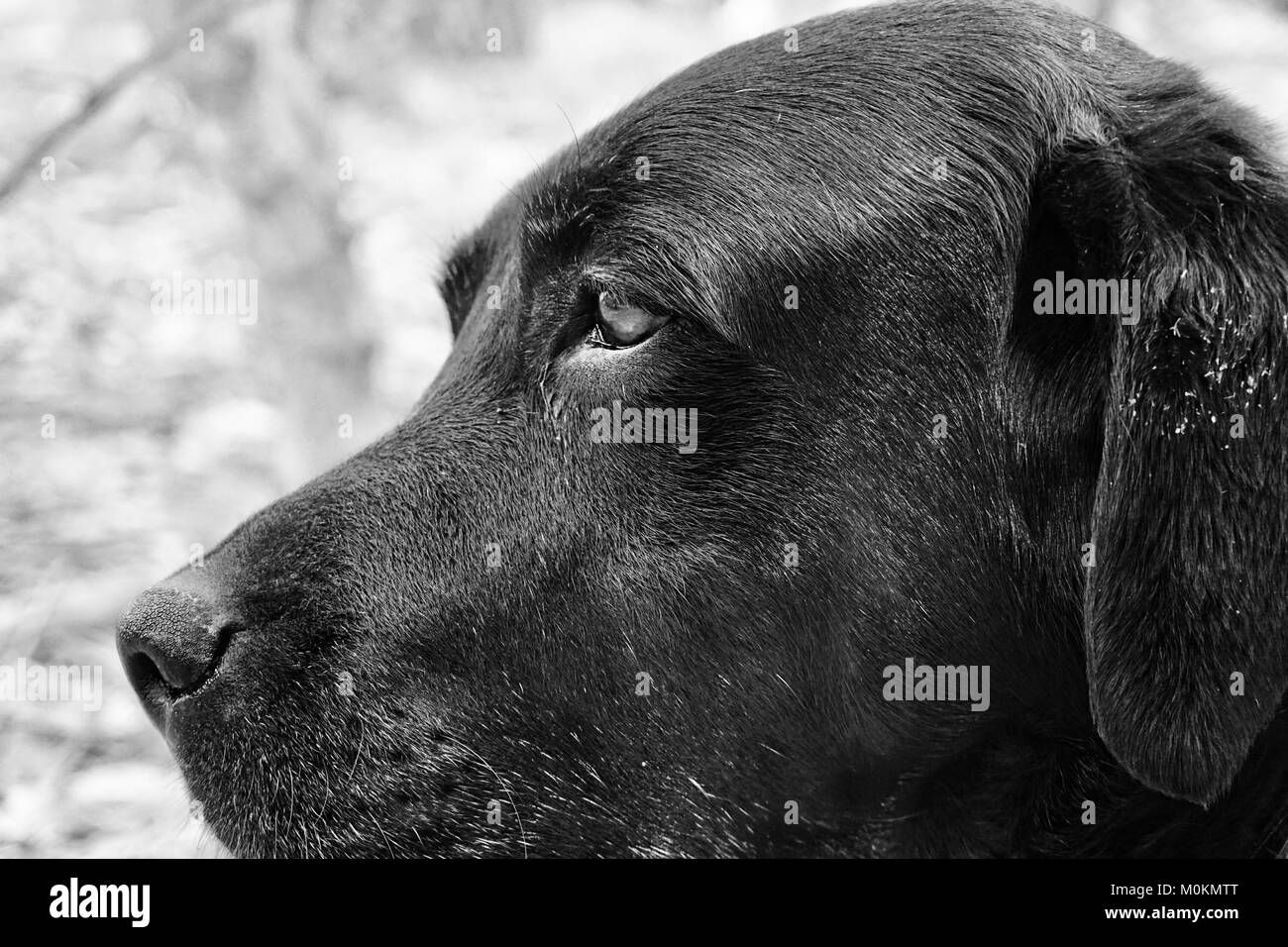 Labrador eyes hi-res stock photography and images - Alamy