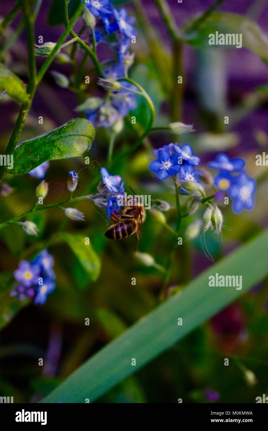 Buzz the bee hi-res stock photography and images - Alamy