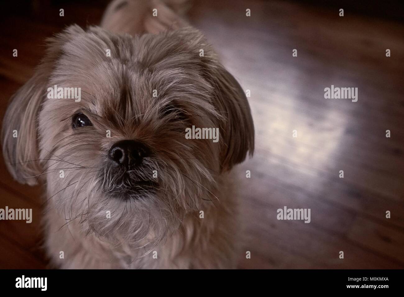 Shitzu hi-res stock photography and images - Alamy