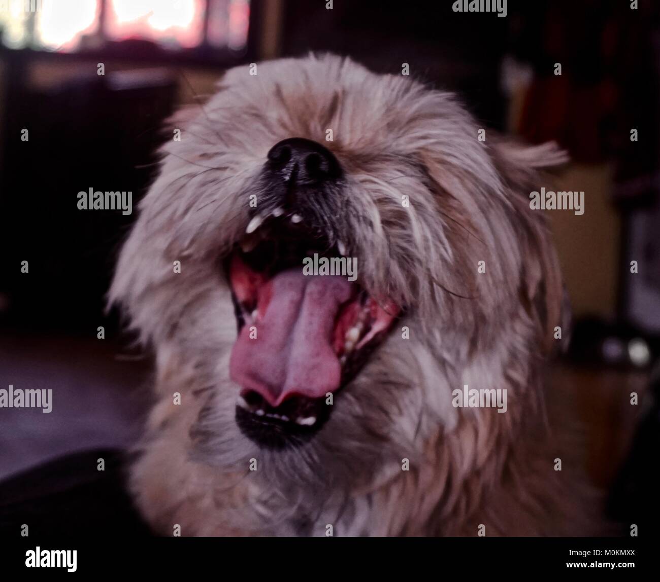 Yawn hi-res stock photography and images - Alamy