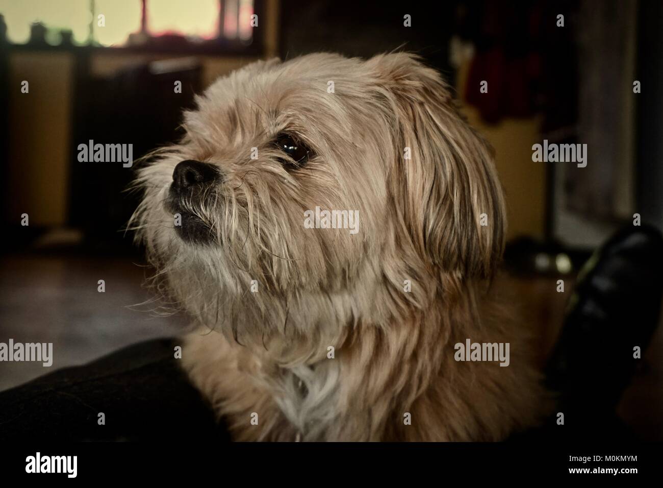 Fluffy Shitzu Dog Stock Photo - Alamy