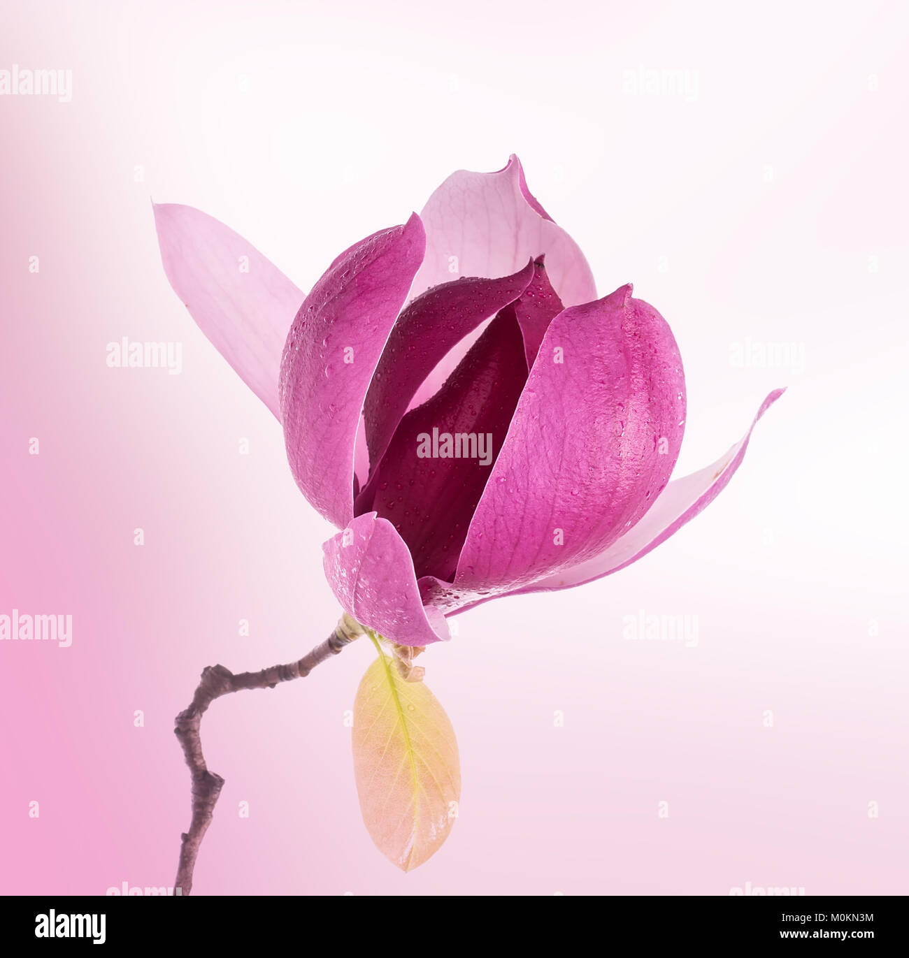 Pink magnolia flowers isolated on white background Stock Photo - Alamy