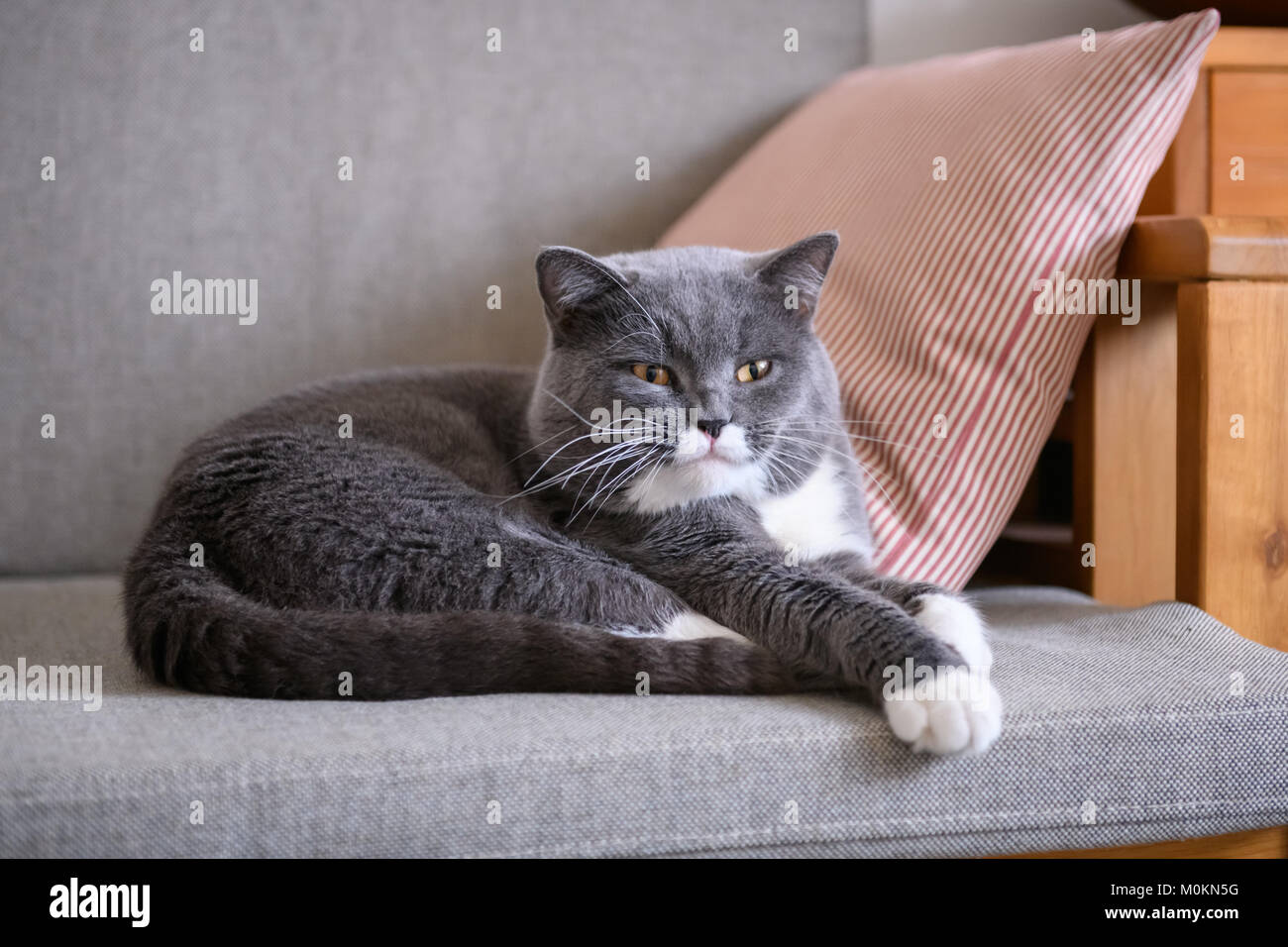 The grey cat sleeps on the couch Stock Photo - Alamy