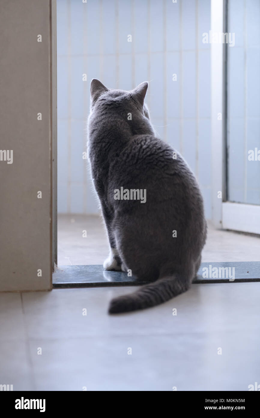 The back of a grey cat Stock Photo - Alamy