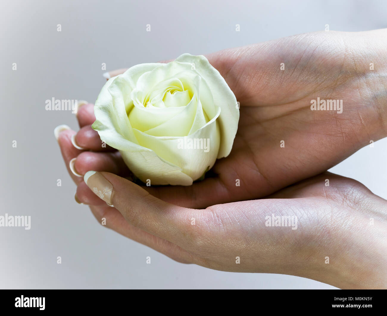 Female hand holding a white rose Stock Photo - Alamy