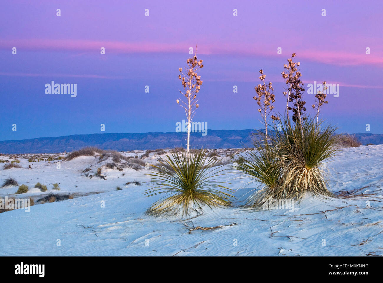Soaptree yuccas on gypsum dunes at dawn in White Sands National Park ...