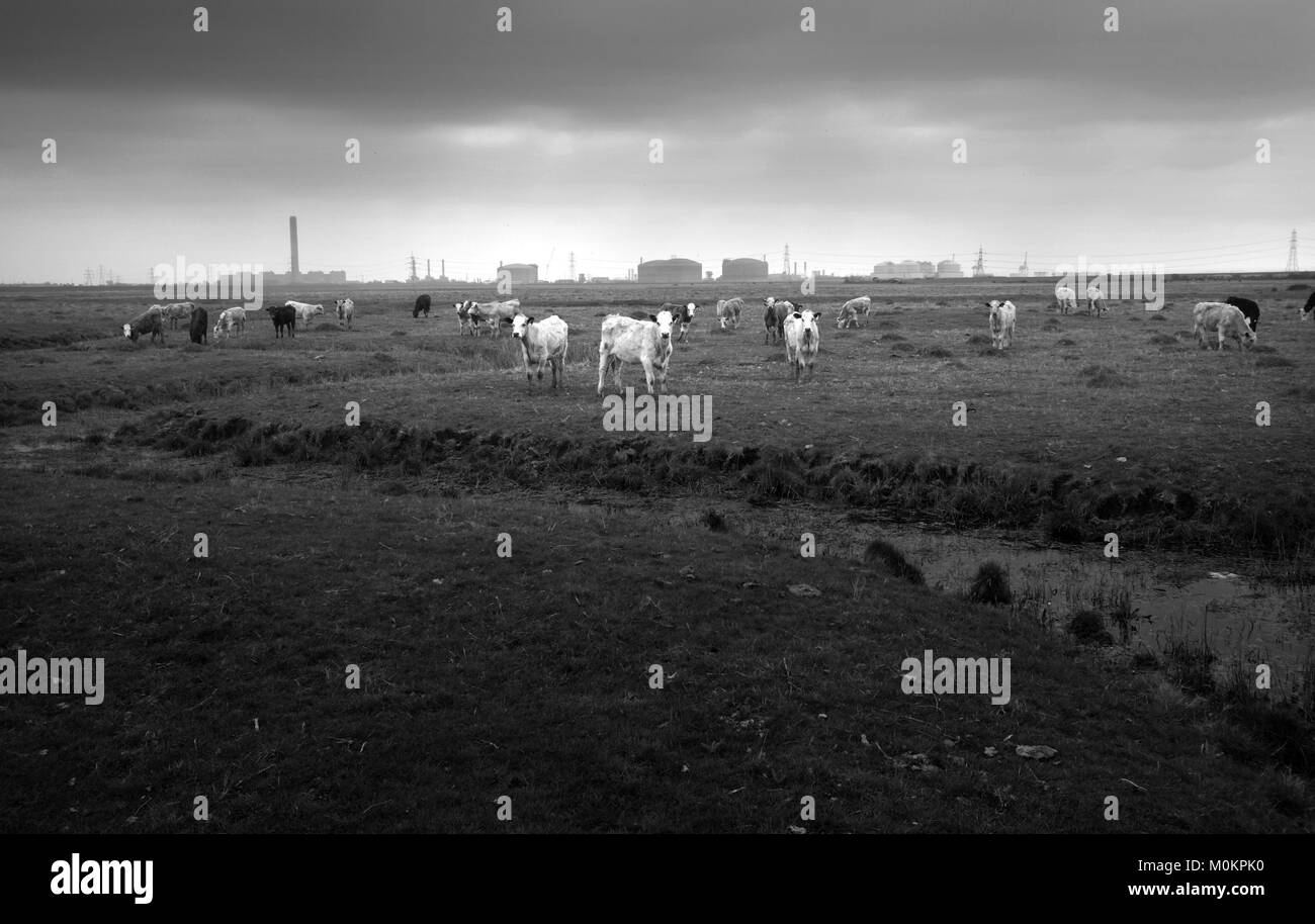 Power station isle of grain hi-res stock photography and images - Alamy