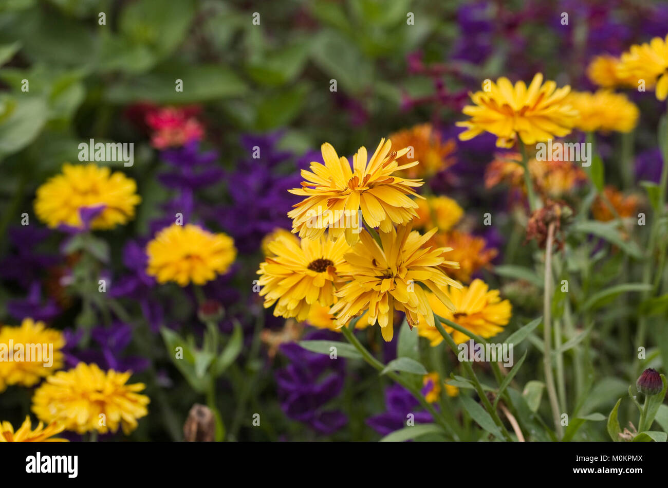 Calendula officinalis flowers Stock Photo - Alamy