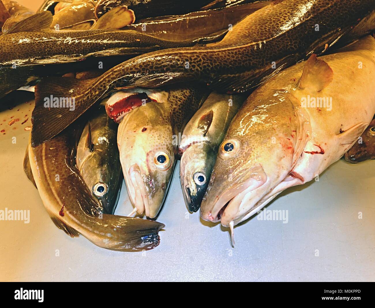 Parasite fish mouth hi-res stock photography and images - Alamy