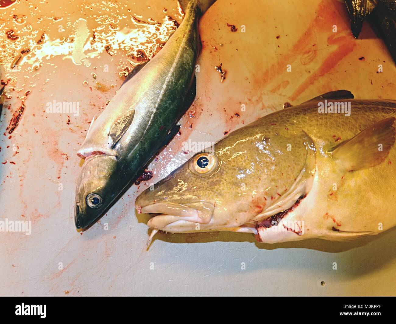 Fresh cod fishes. Board for cleaning and filleting fresh sea cod fish ...