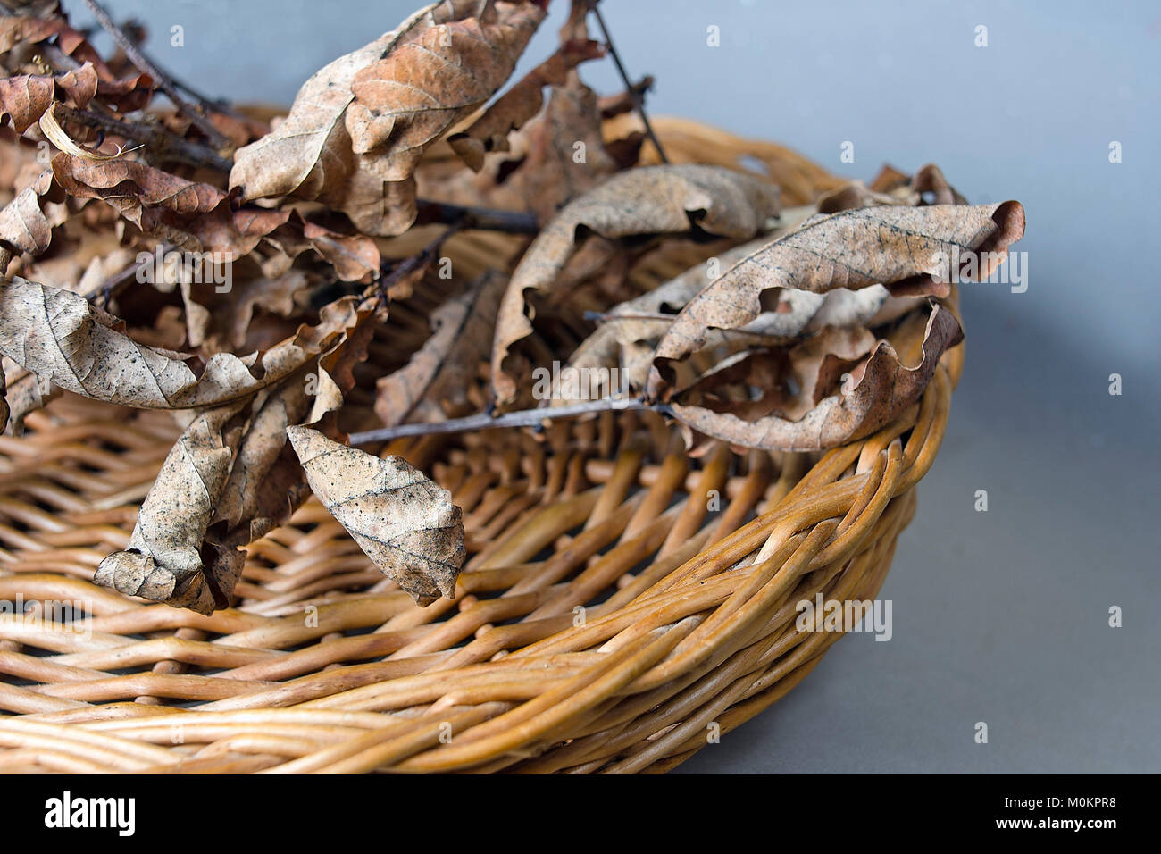 Bunch of withered oak leaves in wicker basket, shallow depth of field ...