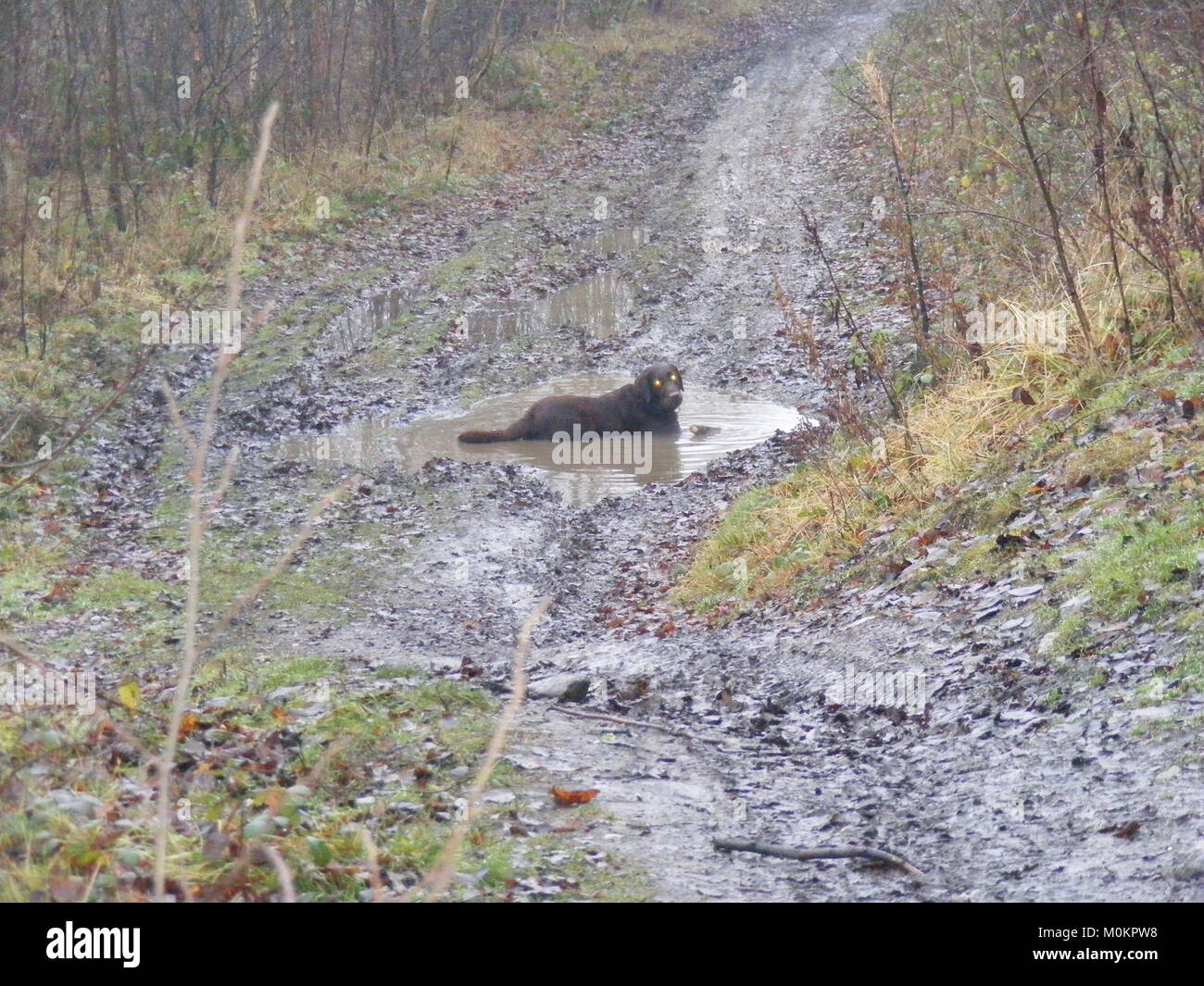 Muddy water in puddle on hi-res stock photography and images - Alamy