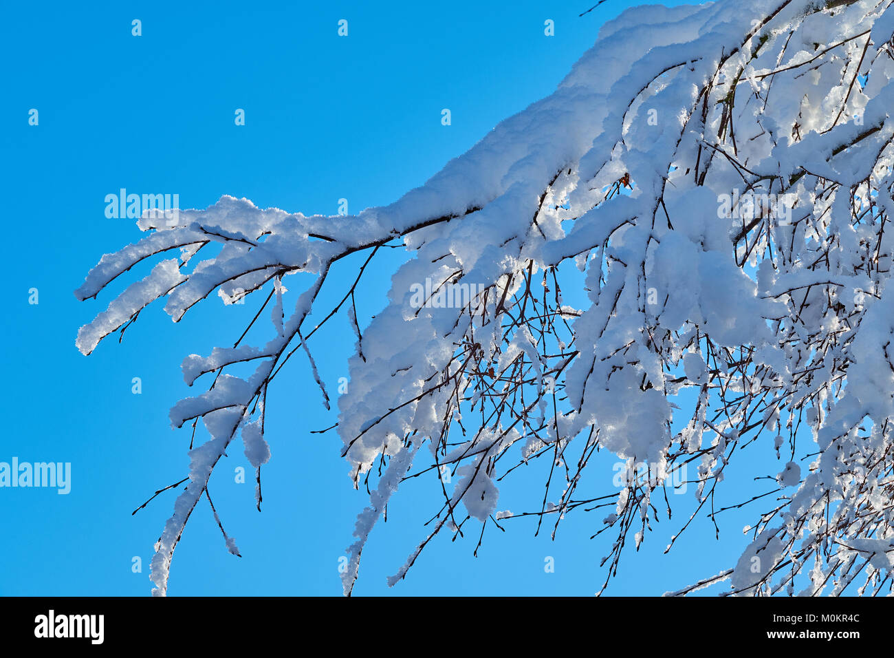 Bending under the weight of the snow hi-res stock photography and ...